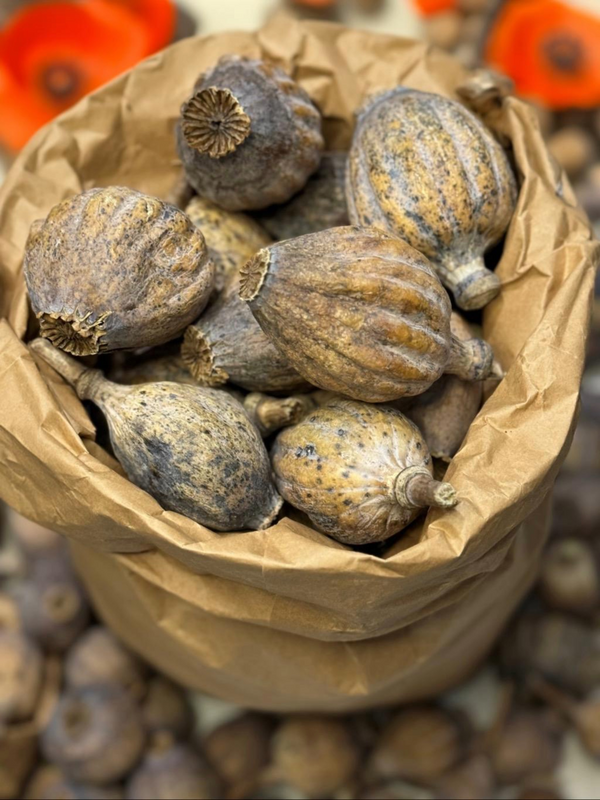 Giant Dried Poppy Heads (1.5kg) - SSDN DRIED FLOWERS - SSDN DRIED FLOWERS