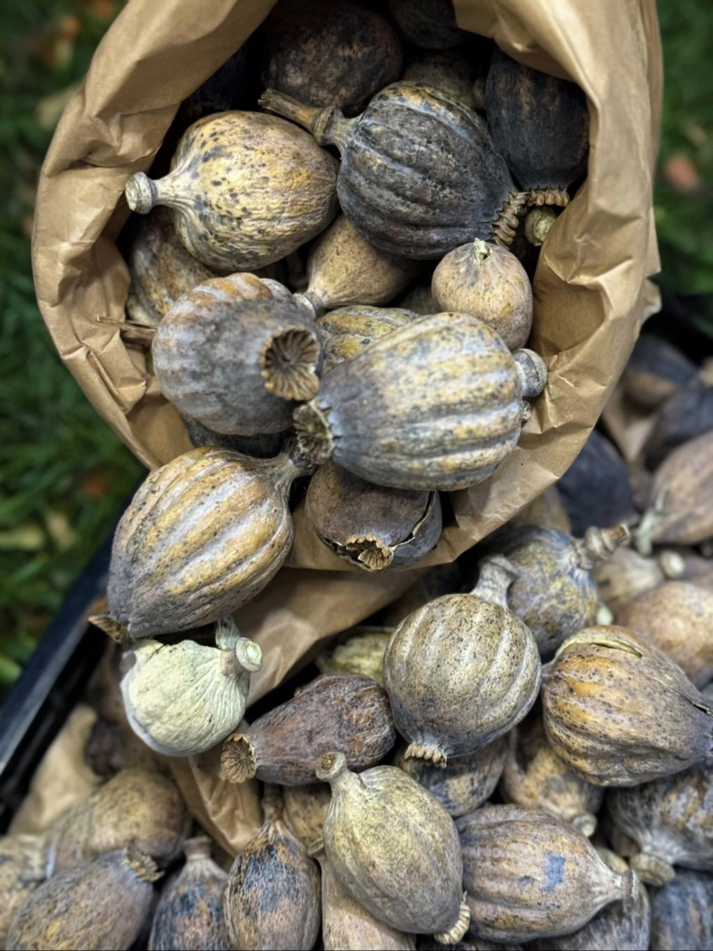 Giant Dried Poppy Heads (1.5kg) - SSDN DRIED FLOWERS - SSDN DRIED FLOWERS